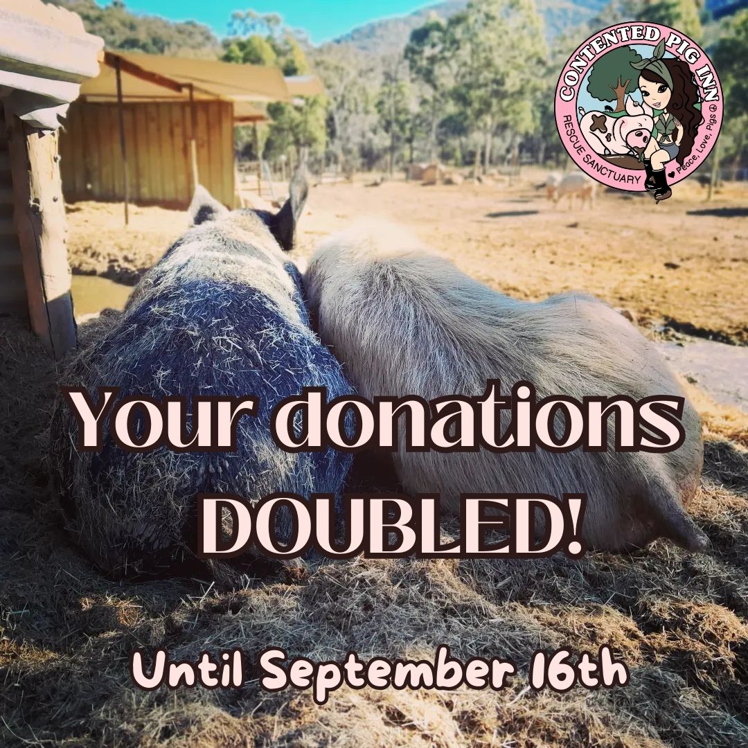 Donate - Contented Pig Inn Rescue Sanctuary