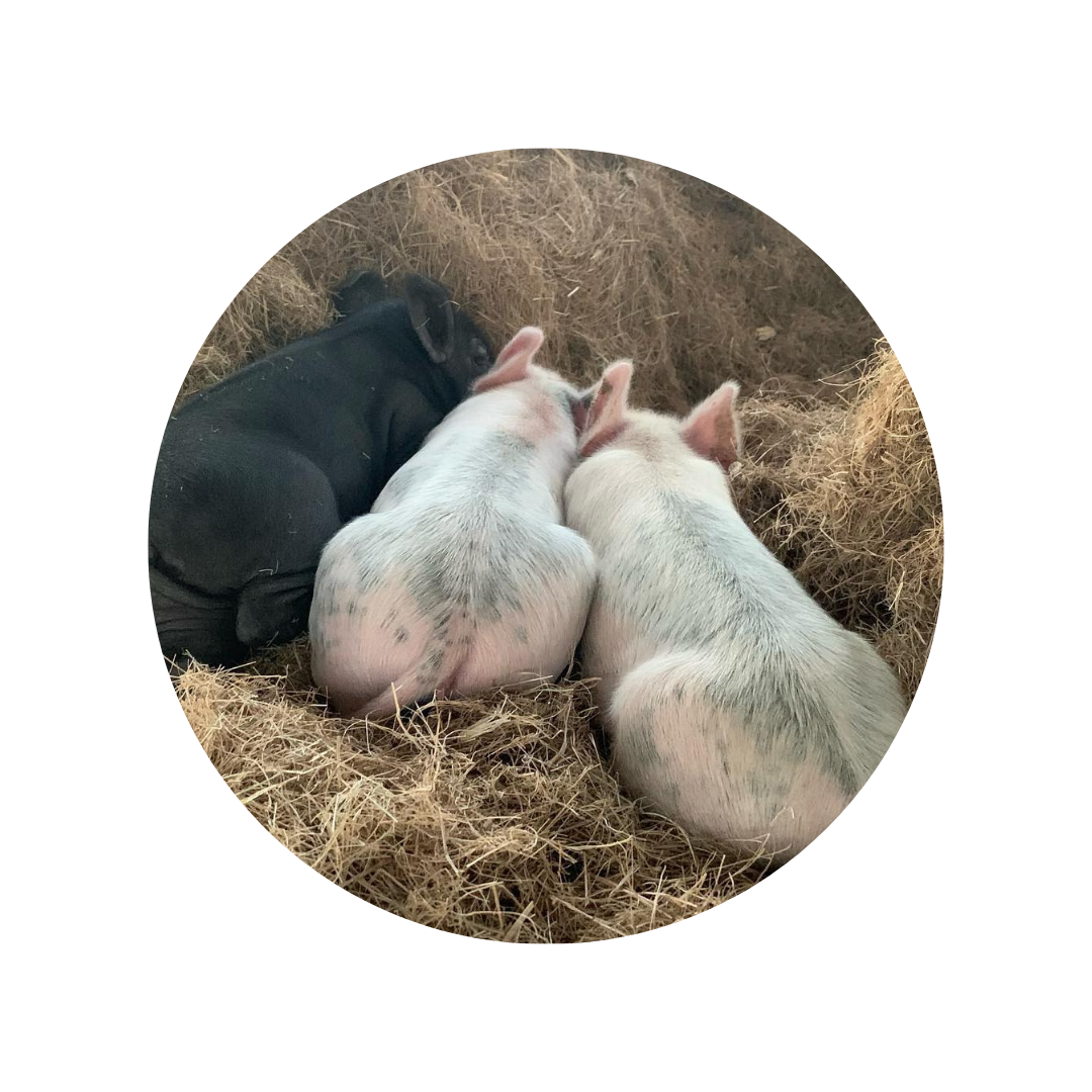 Shop the snoutlet! - Contented Pig Inn Rescue Sanctuary